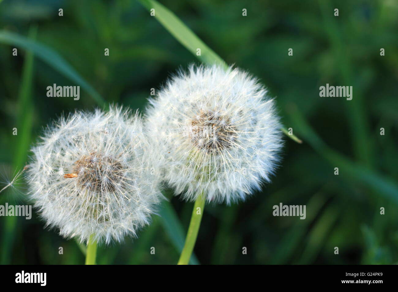 Common dandelion grass in hi-res stock photography and images - Alamy