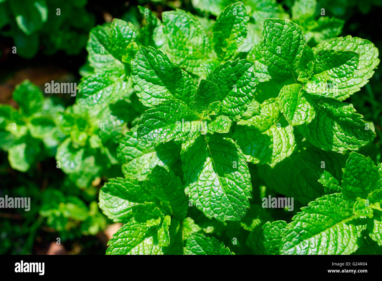 Mint jelly lamb hi-res stock photography and images - Alamy