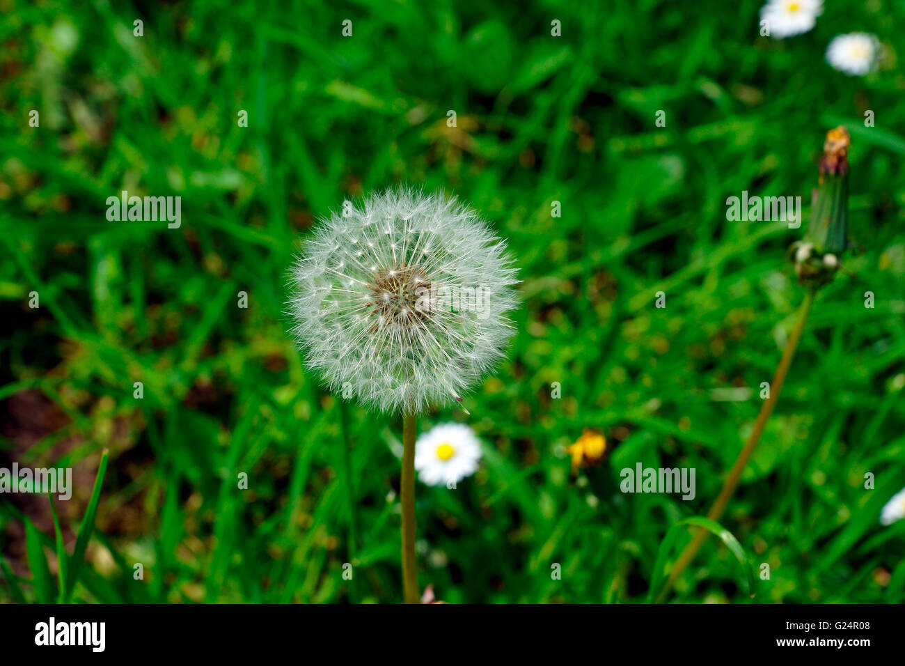 OLD TIMER (DANDELION Stock Photo - Alamy