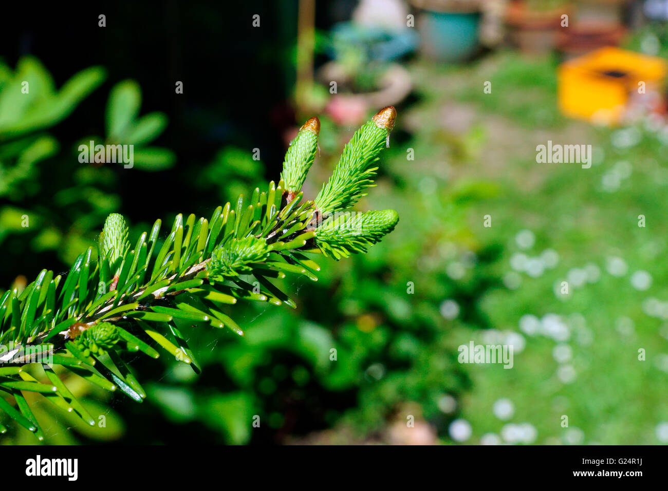 Gold rain tree seeds hi-res stock photography and images - Alamy
