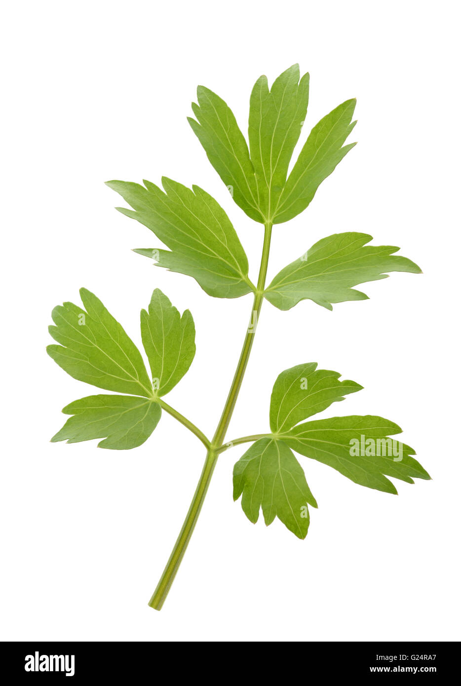 Fresh lovage twig (Levisticum officinale) isolated on white background ...