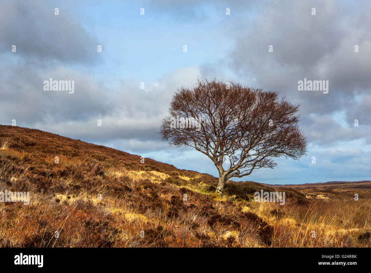 Single tree on a moorland hillside Stock Photo - Alamy