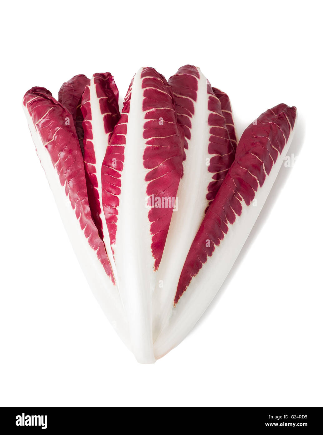 red chicory isolated on white Stock Photo - Alamy