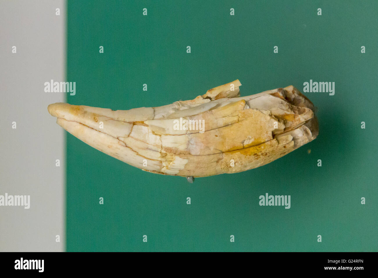 Fossilized ivory tusk Stock Photo - Alamy