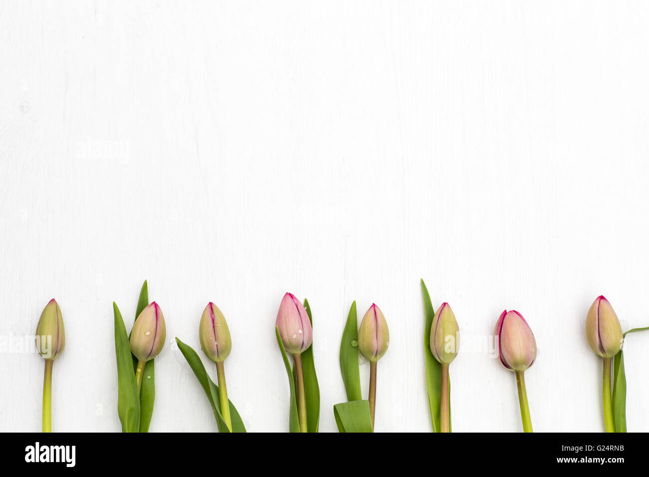 Attractive light pink tulip hi-res stock photography and images - Alamy