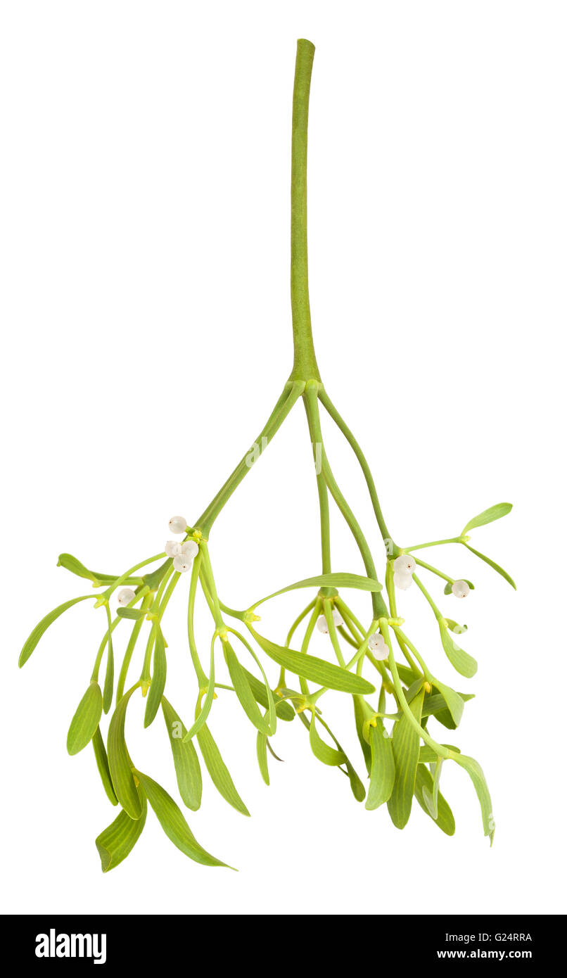 Mistletoe hi-res stock photography and images - Alamy