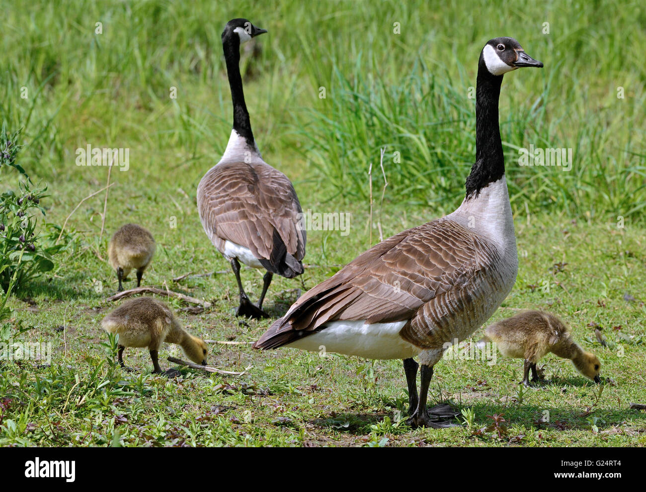 Canada Goose (Branta canadensis) family with goslings in spring Stock ...