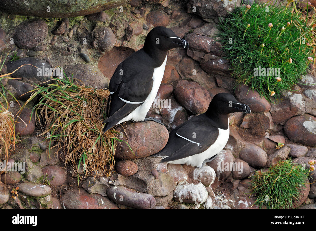 Two razorbills (Alca torda) nesting on rock ledge in cliff face along ...