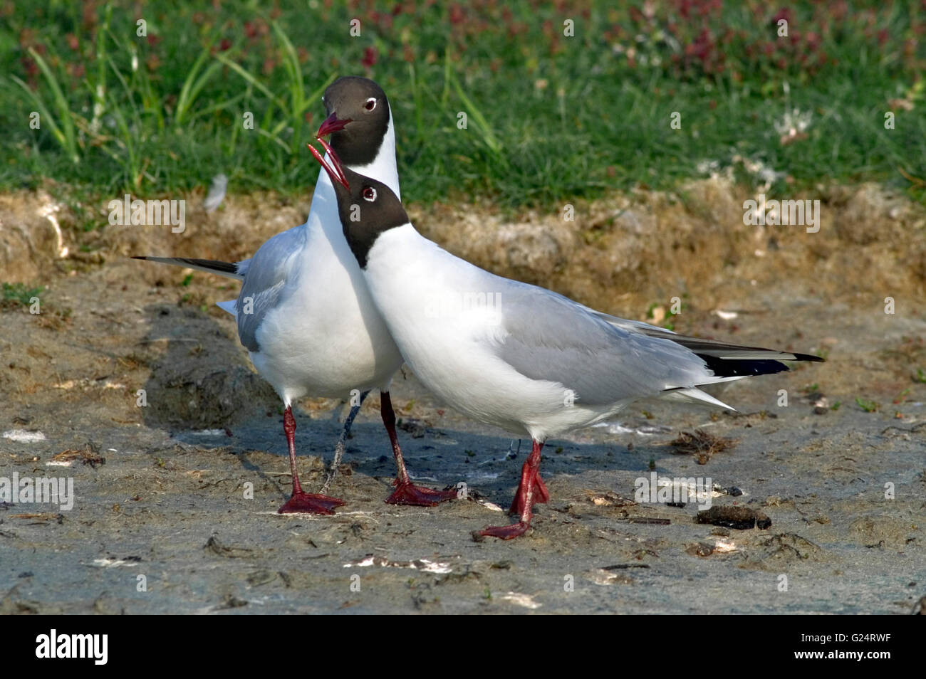 Tapping beak hi-res stock photography and images - Alamy