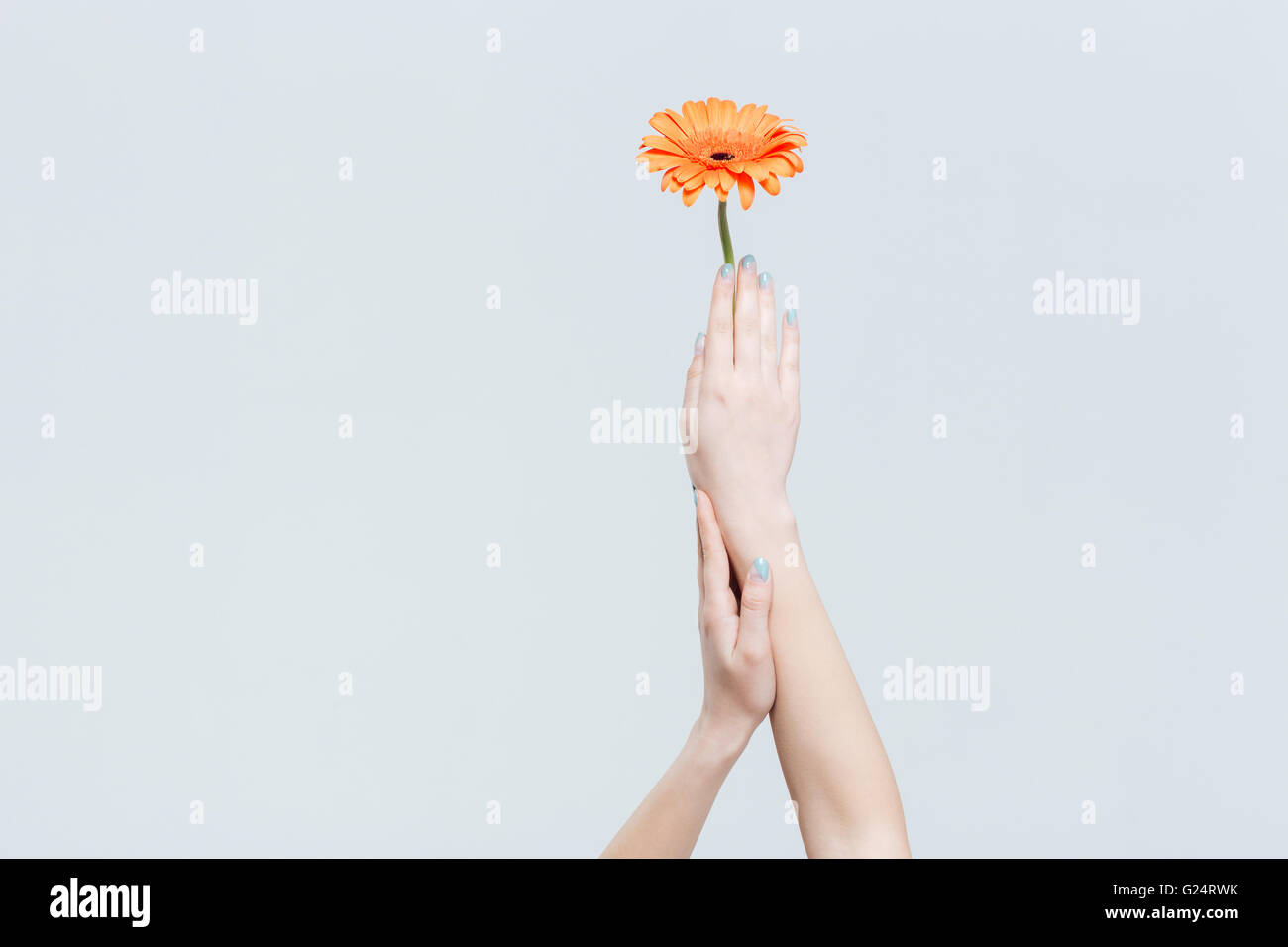 Male Hand Giving One Flower Stock Photos & Male Hand Giving One Flower ...