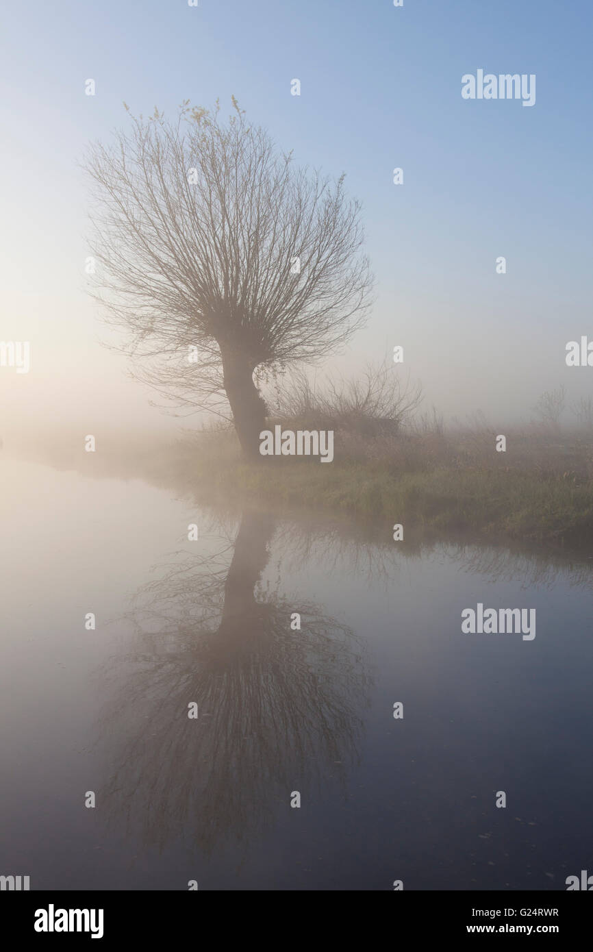 White willow (Salix alba) solitary tree reflected in water of stream in ...