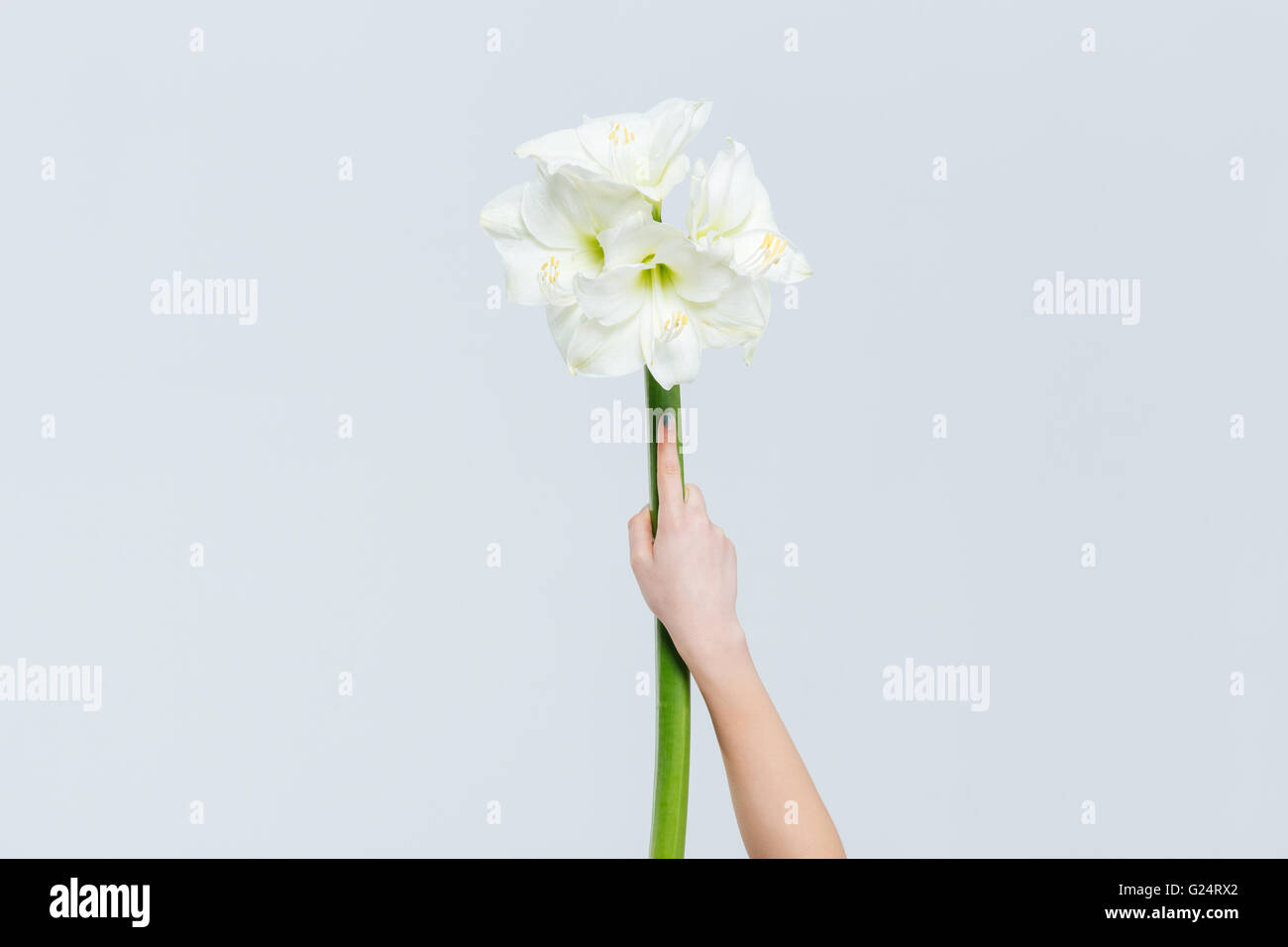 Female hand holding flowers isolated on a white background Stock Photo ...