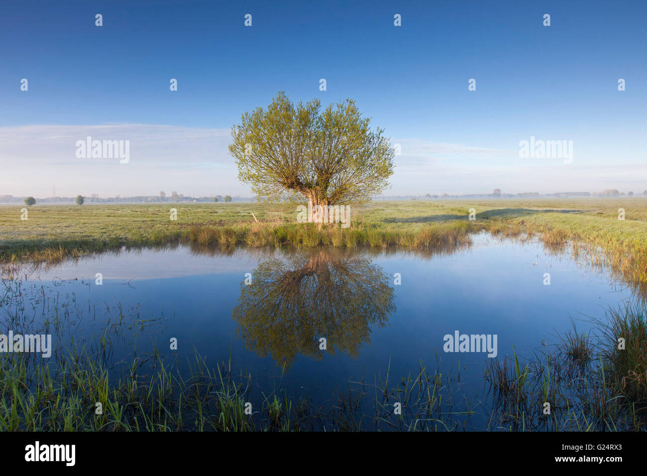 White willow tree hi-res stock photography and images - Alamy