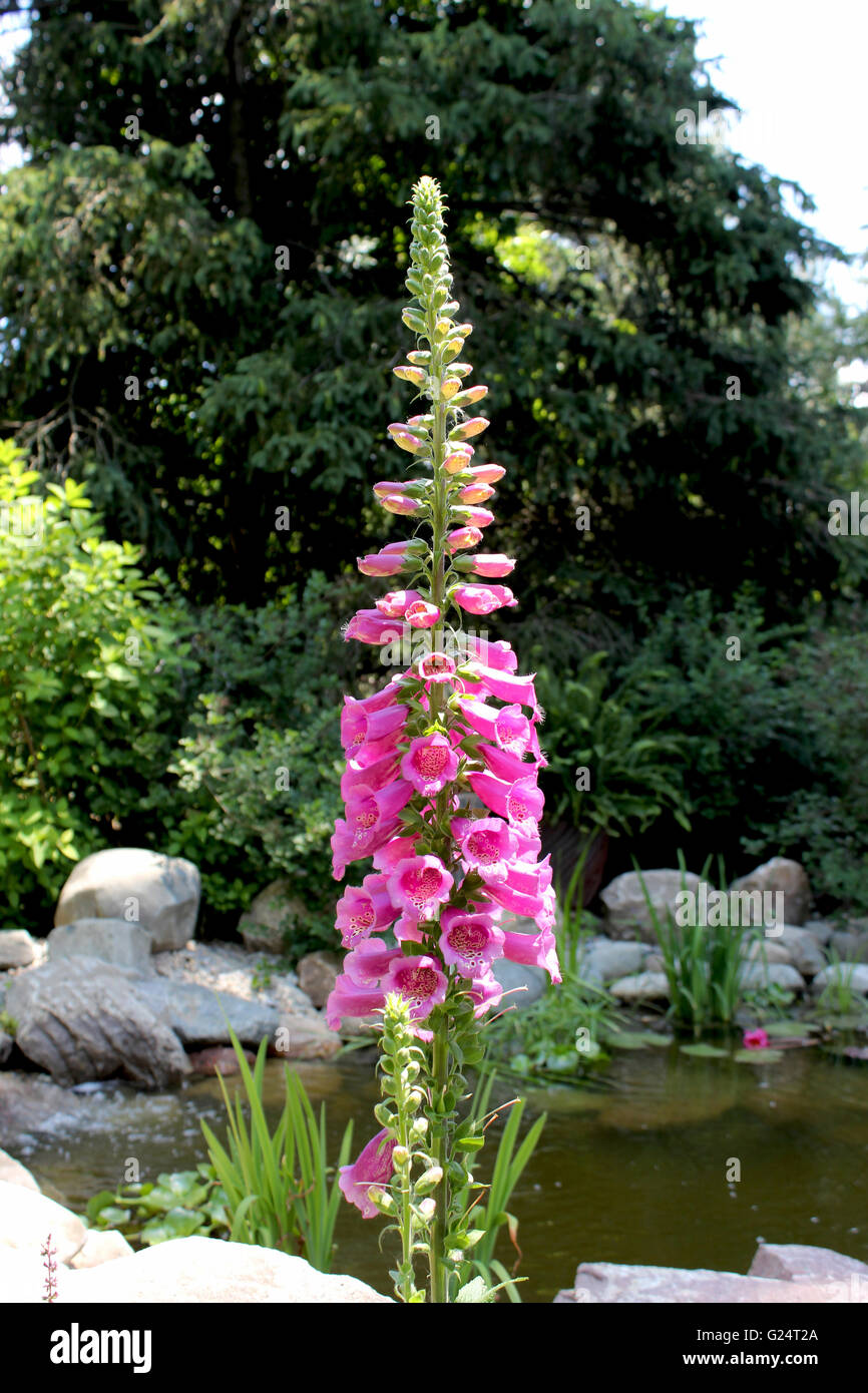 Digitalis is a genus of about 20 species of herbaceous perennials ...