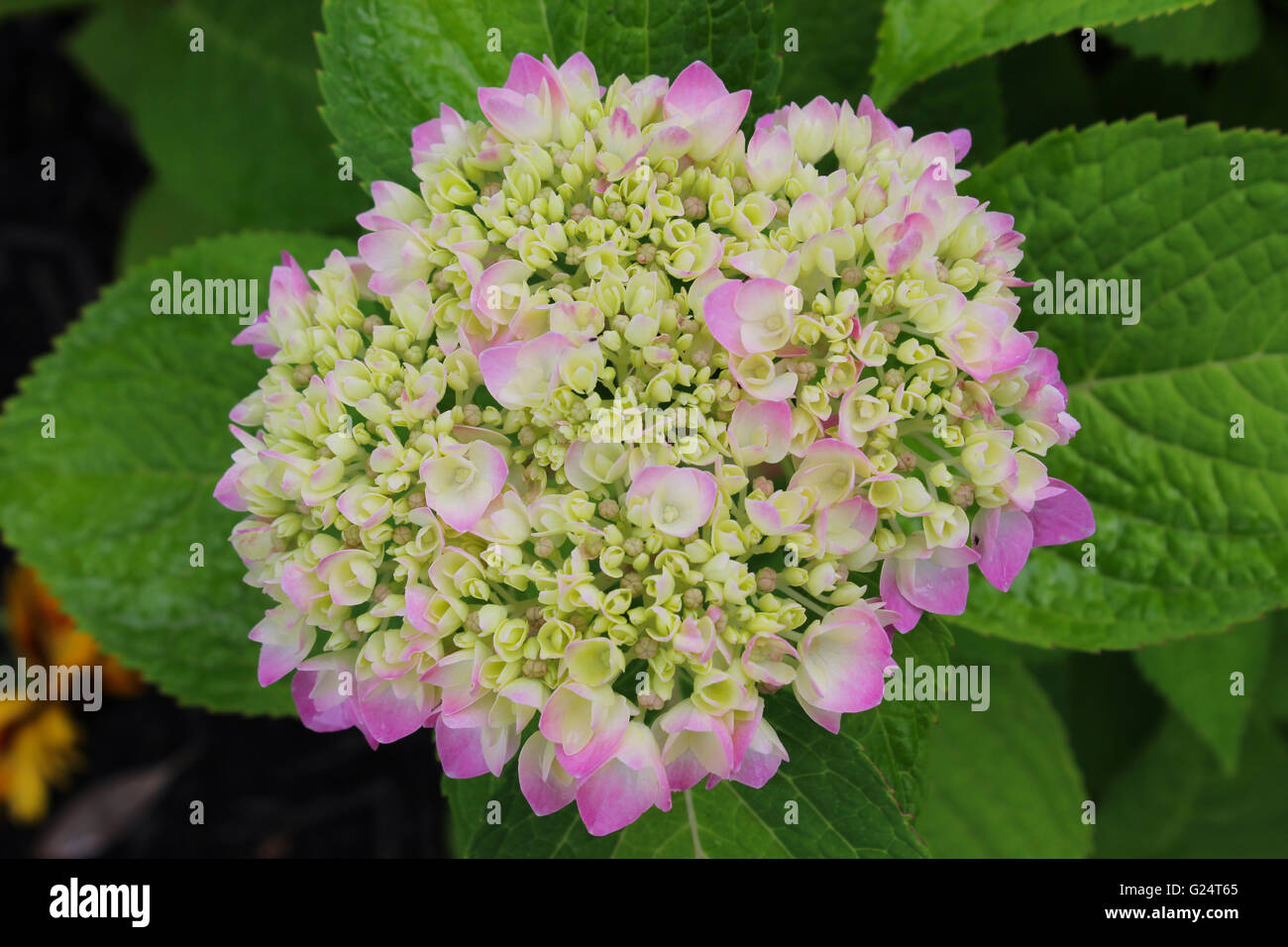 Hydrangeas are extremely vigorous, long-lived shrubs that offer varied ...