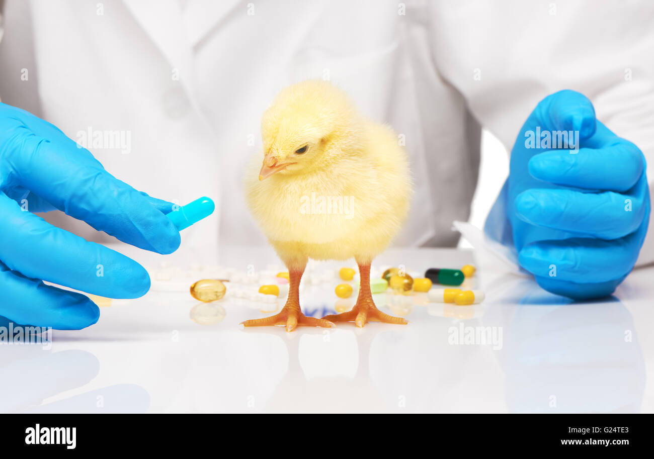 Small yellow chicken getting pill from veterinarians hand over white ...