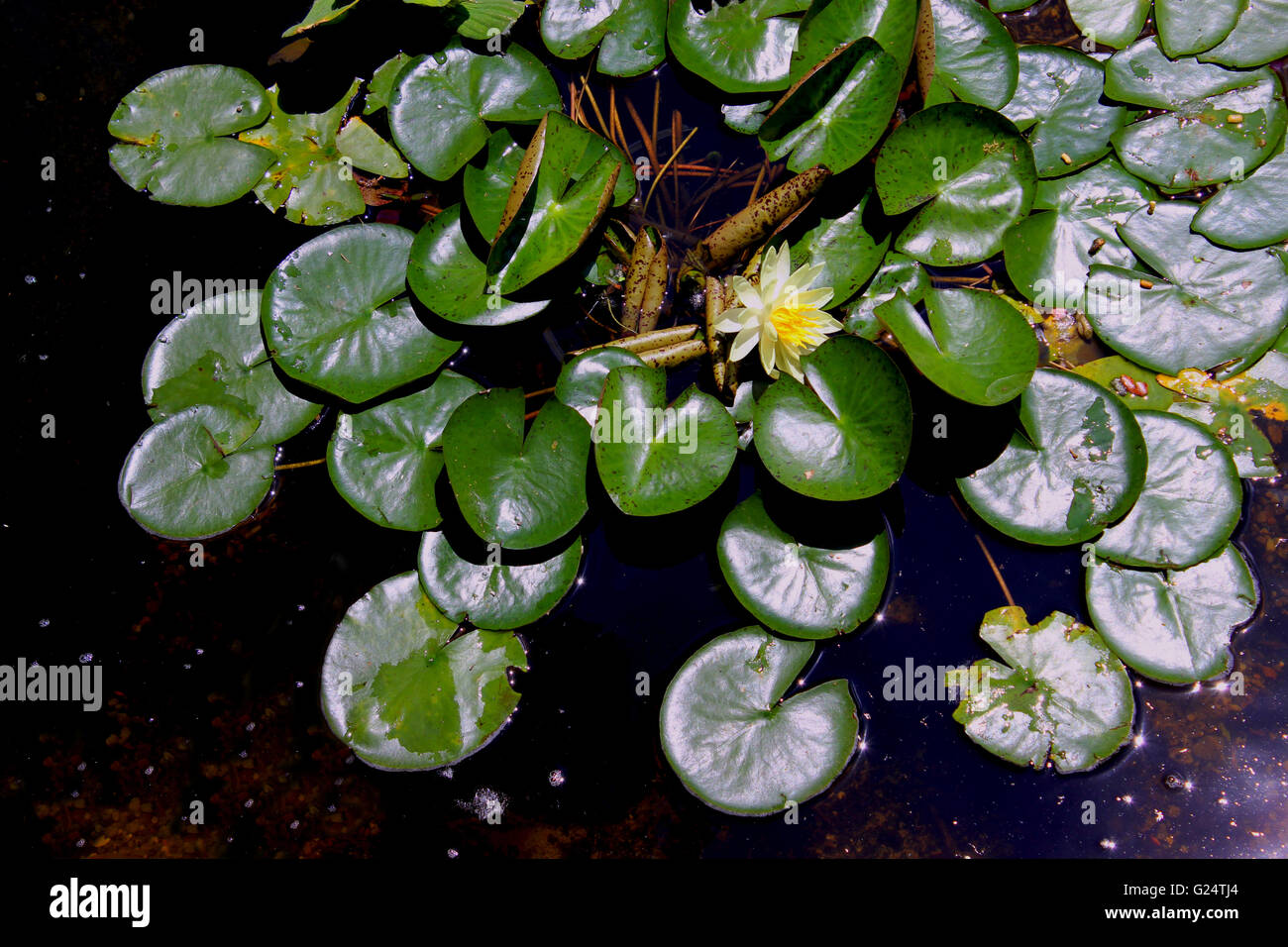Nymphaeaceae family of water lilies hi-res stock photography and images ...