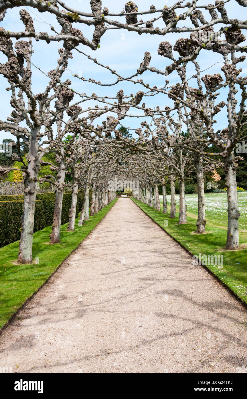 Pleached High Resolution Stock Photography and Images - Alamy