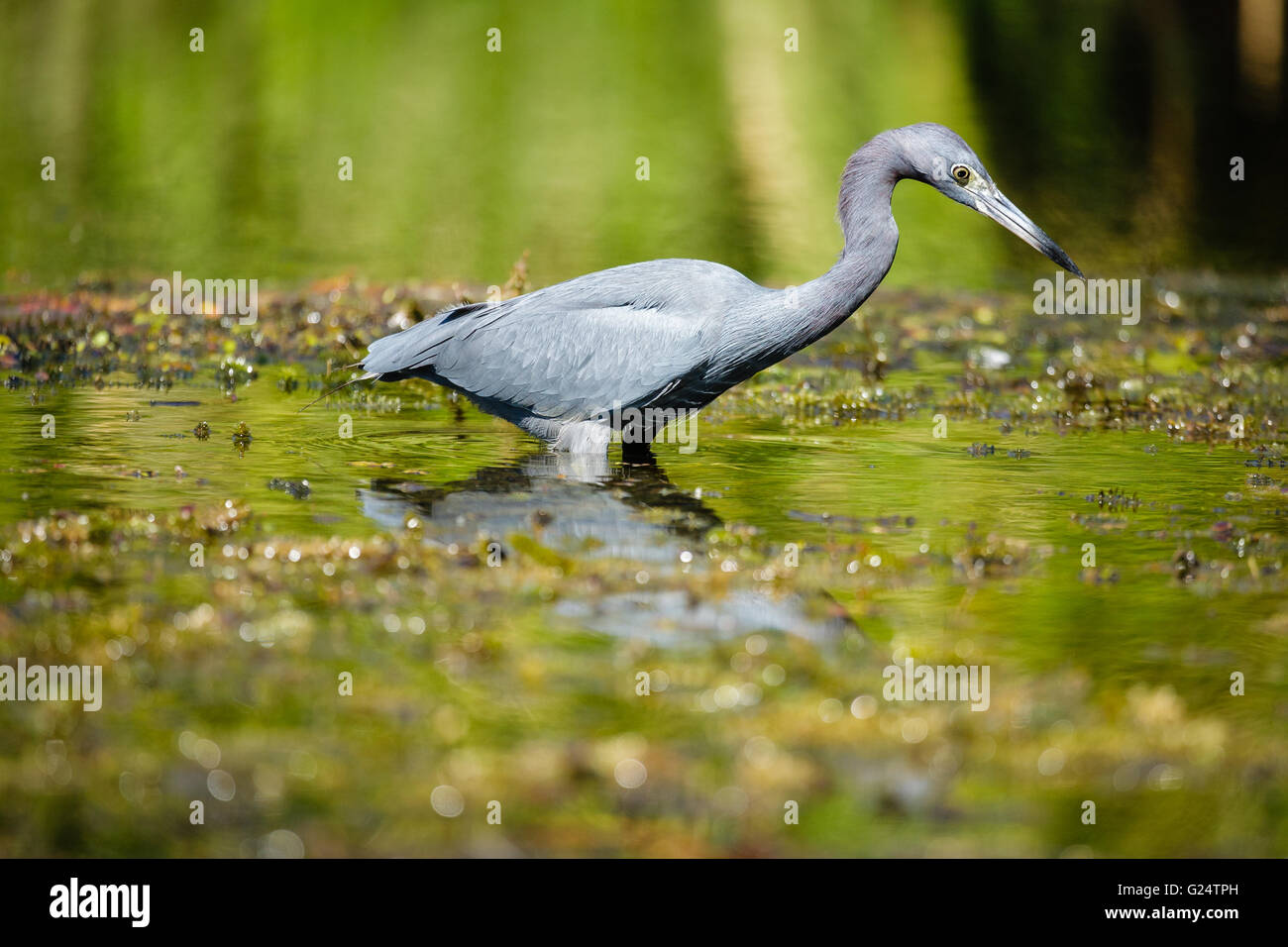 The little blue heron (Egretta caerulea) is a small heron Stock Photo ...