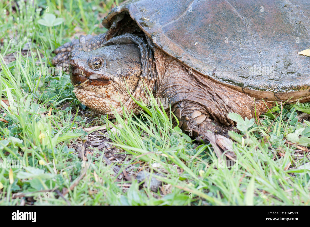 A close up head shot of a snapping turtle on the edge of a swamp Stock ...