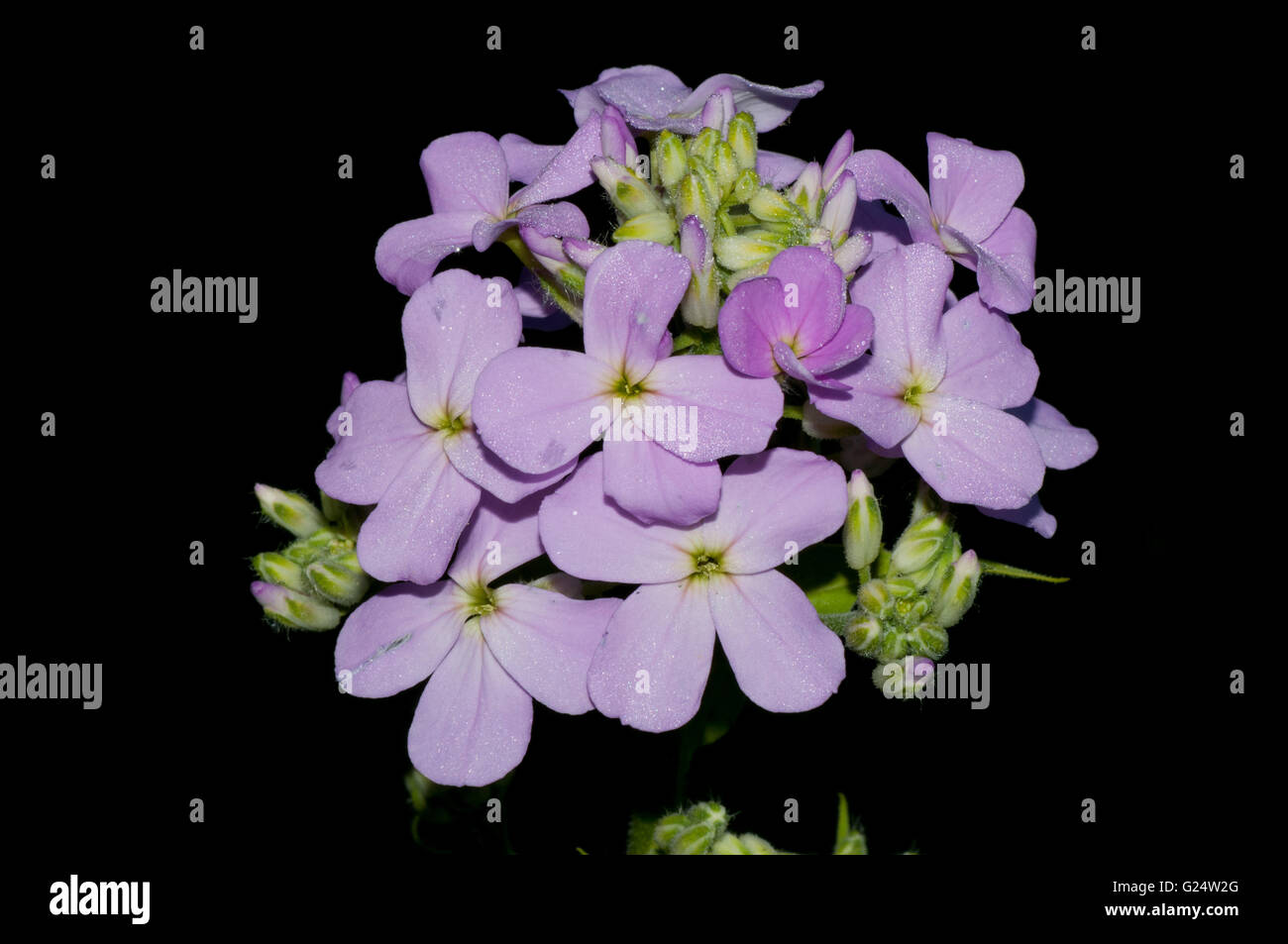 Rocket flower hi-res stock photography and images - Alamy