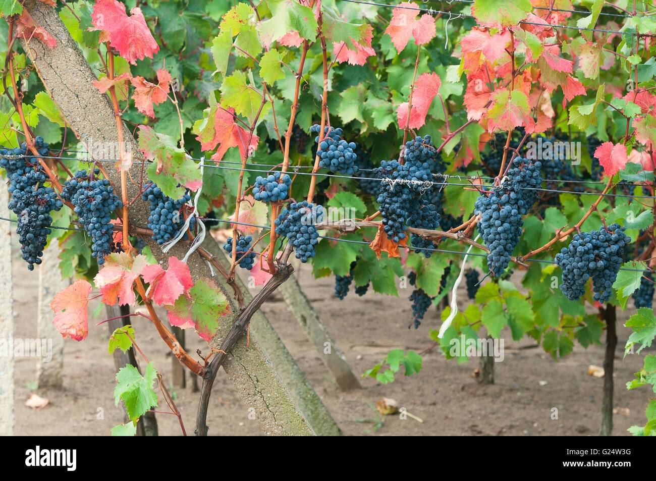 Red grapevine hi-res stock photography and images - Alamy
