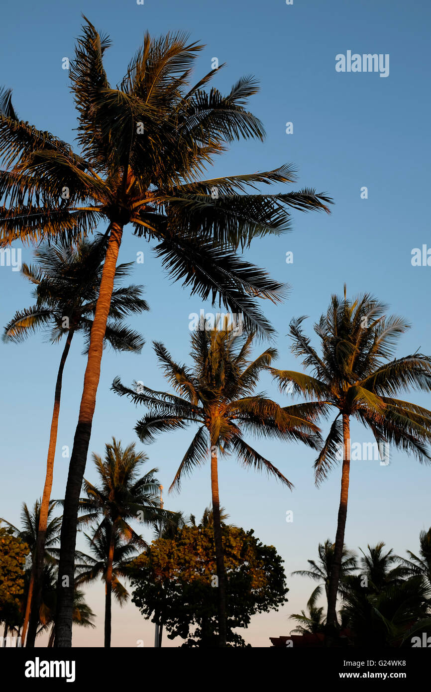 Palm trees miami hi-res stock photography and images - Alamy