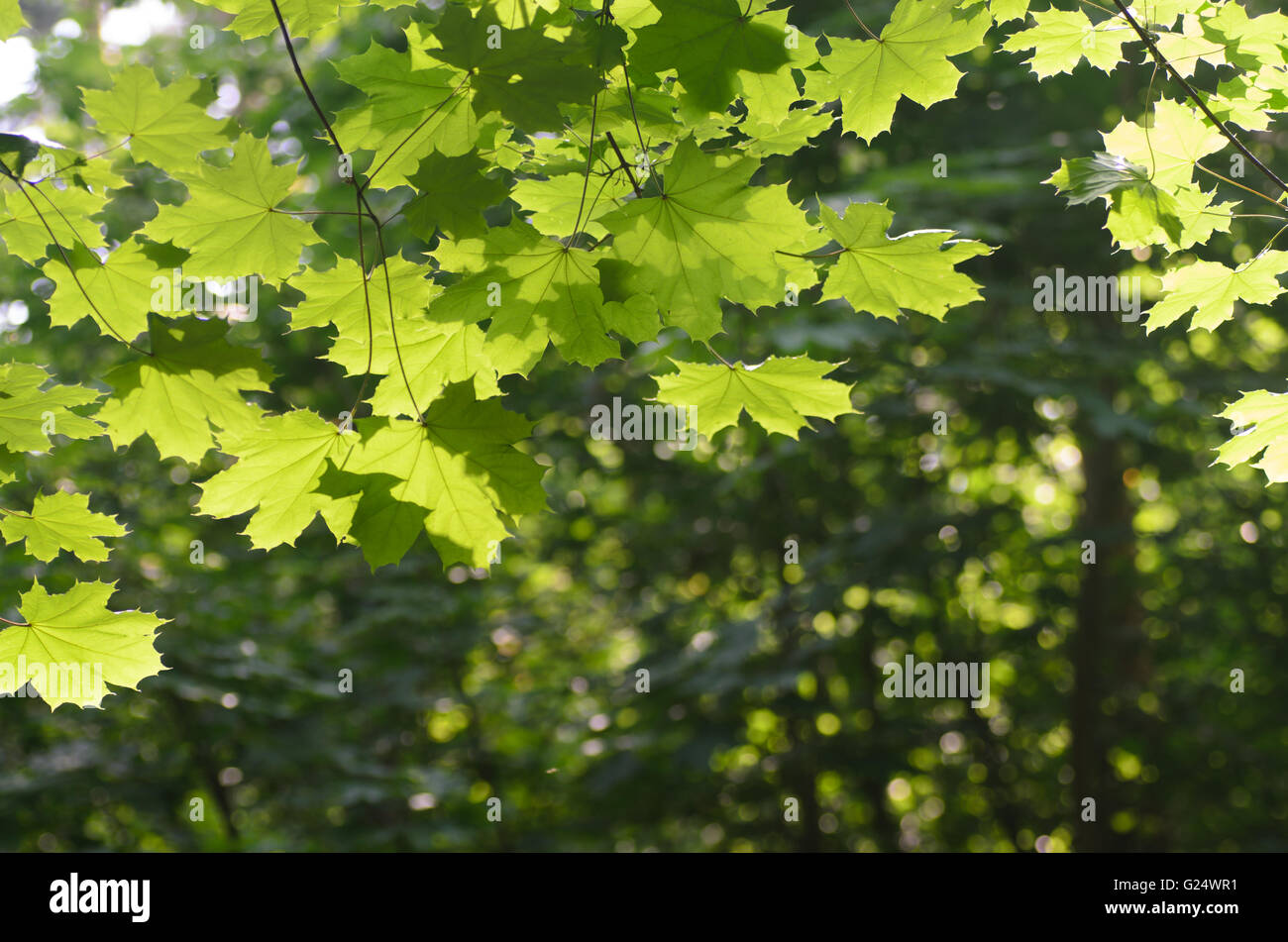 Backlit maple leaf veins hi-res stock photography and images - Alamy