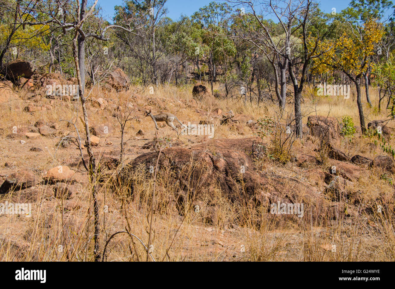Kangaroo tour hi-res stock photography and images - Alamy