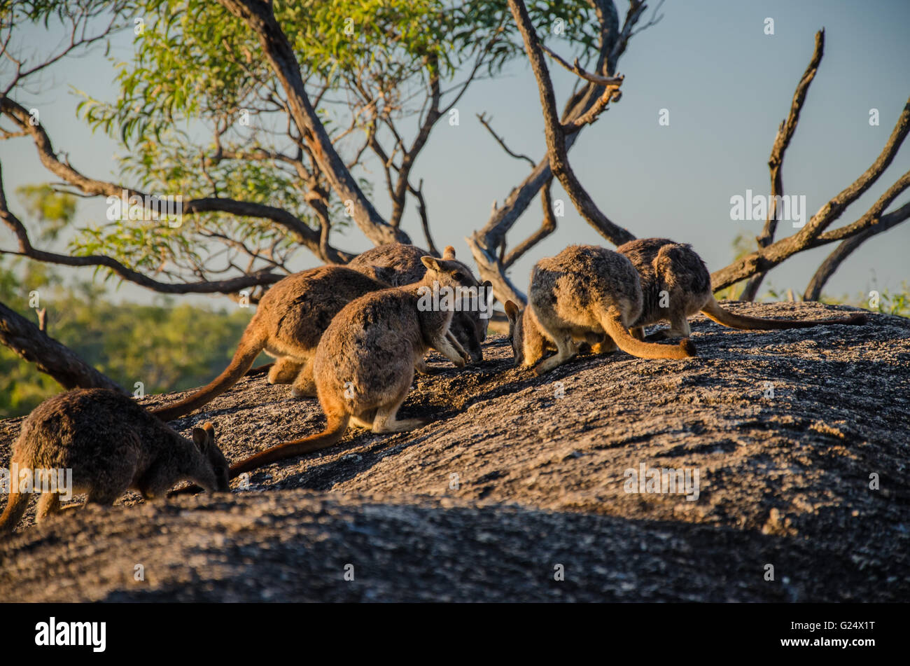 A group of rock wallabies Stock Photo - Alamy
