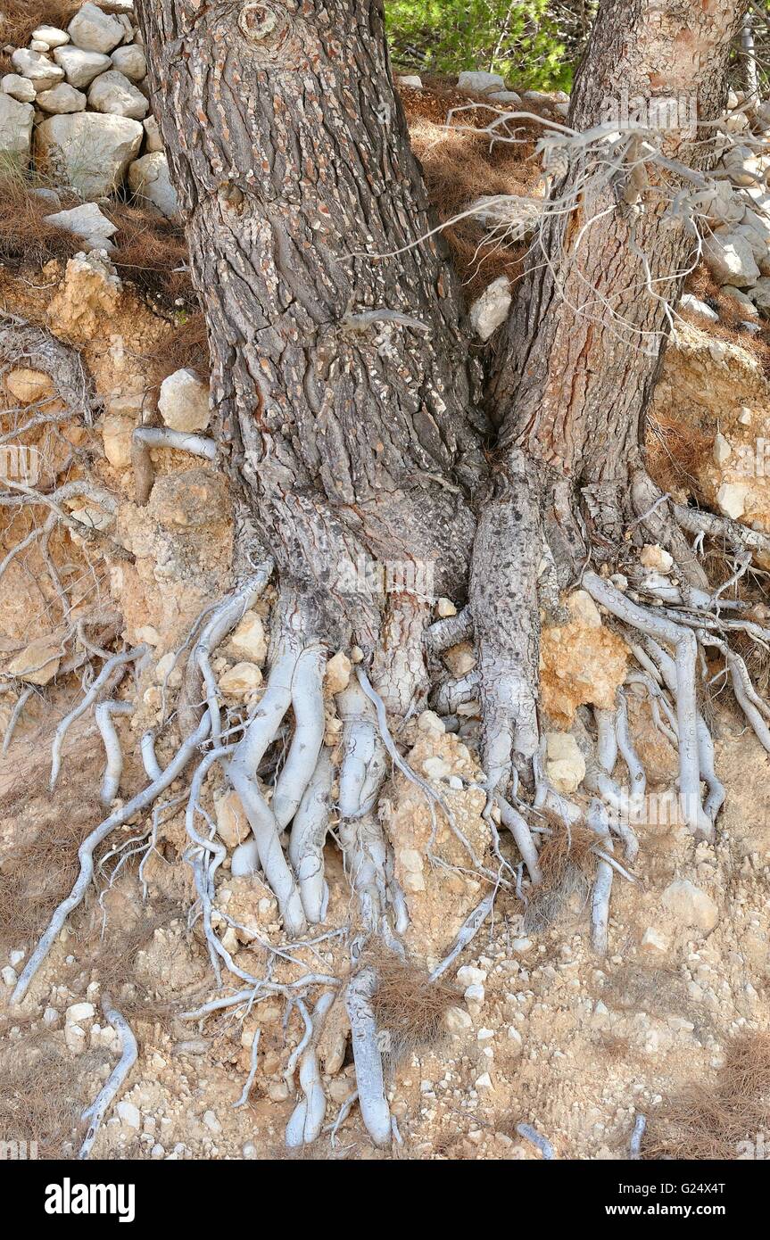Photo of tree roots on the ground Stock Photo - Alamy