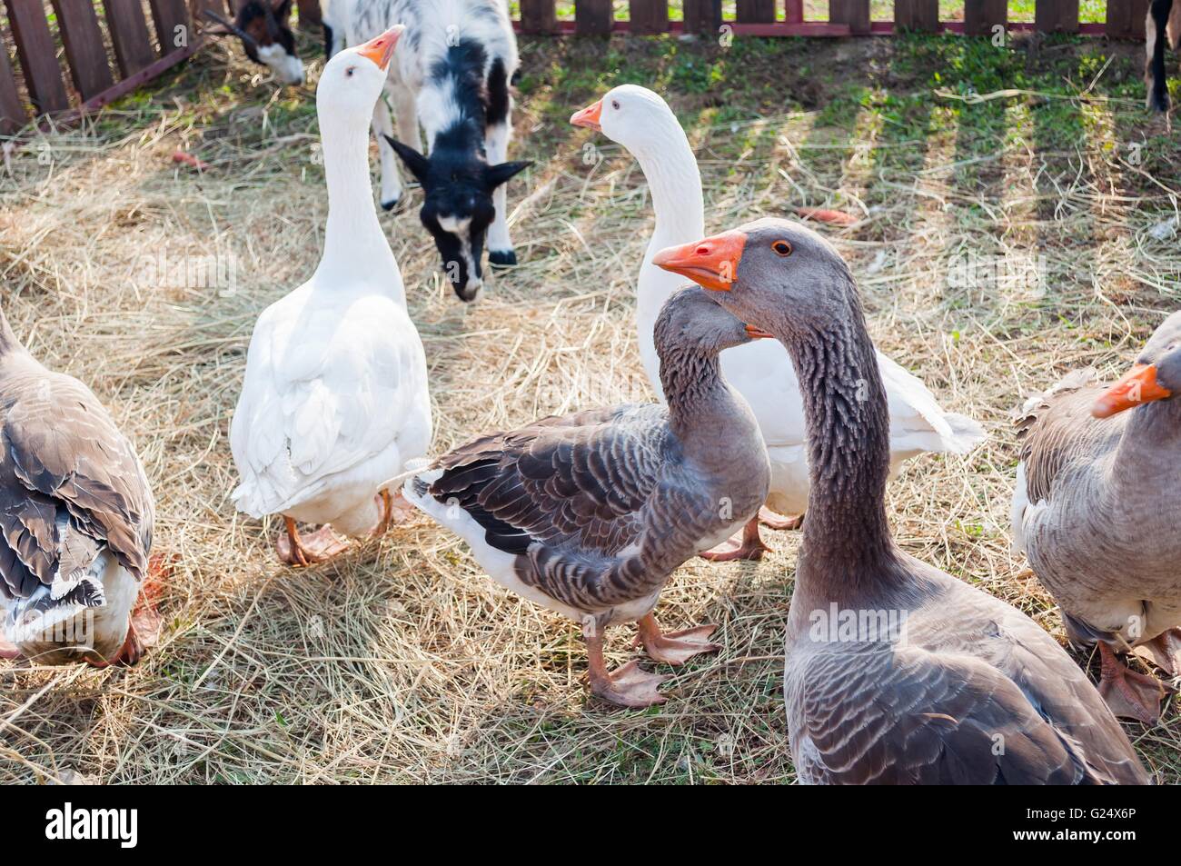 White gray geese group hi-res stock photography and images - Alamy