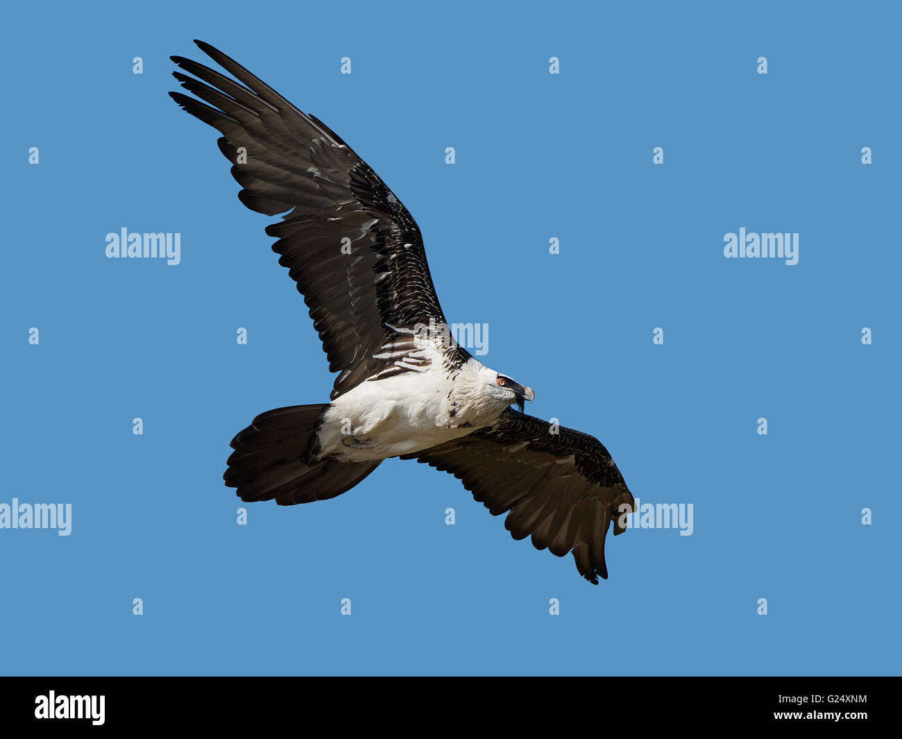 Bearded vulture in flight with blue skies in the background Stock Photo ...