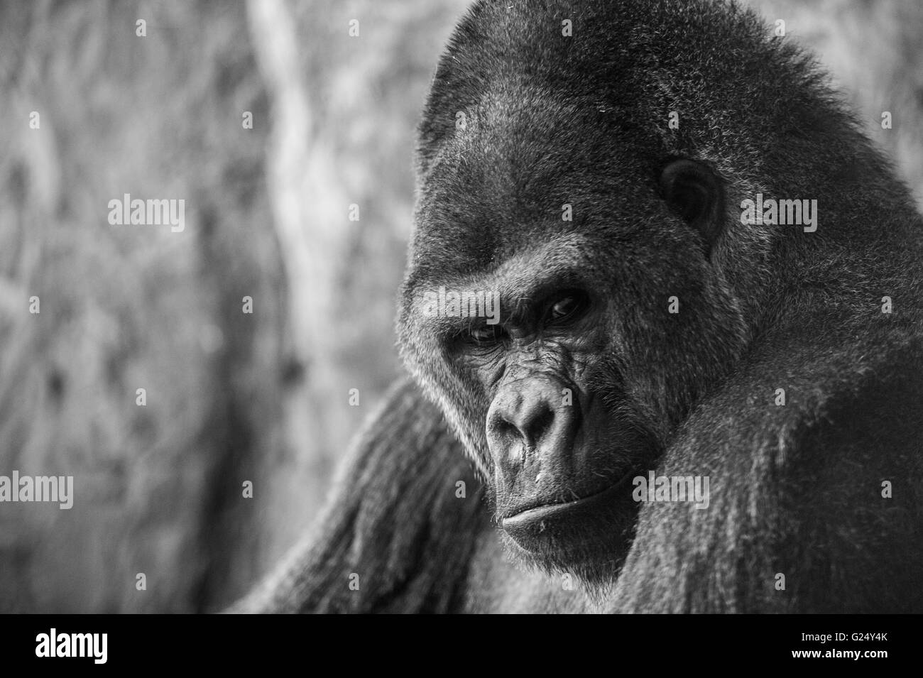 Primate zoo Black and White Stock Photos & Images - Alamy