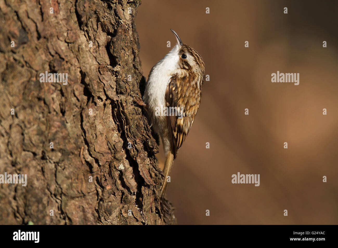 Short toed treecreeper certhia brachydactyla hi-res stock photography ...