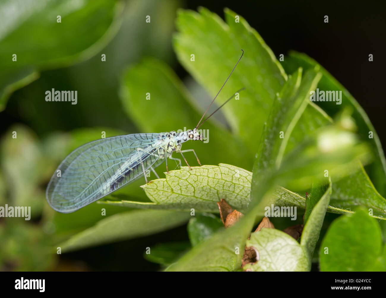 Blue green lacewing hi-res stock photography and images - Alamy