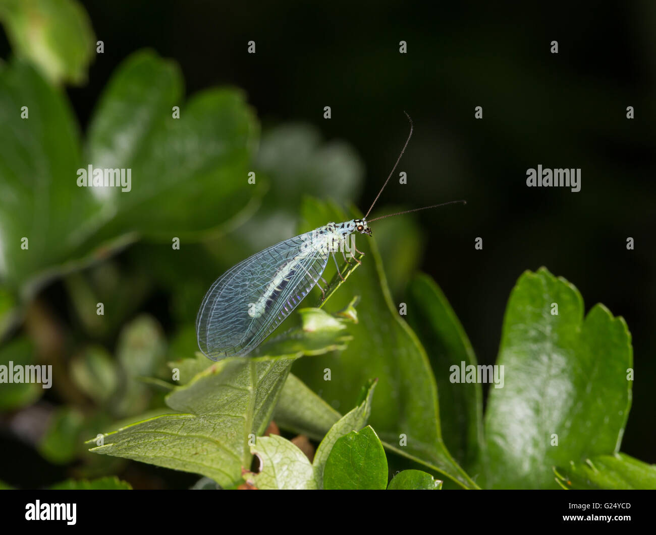Green Lacewing Uk High Resolution Stock Photography and Images - Alamy