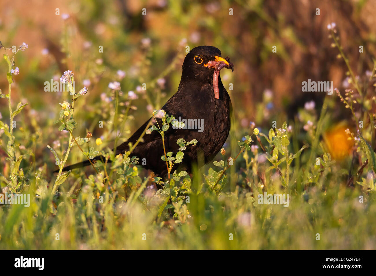 Blackbird With Worms High Resolution Stock Photography and Images - Alamy