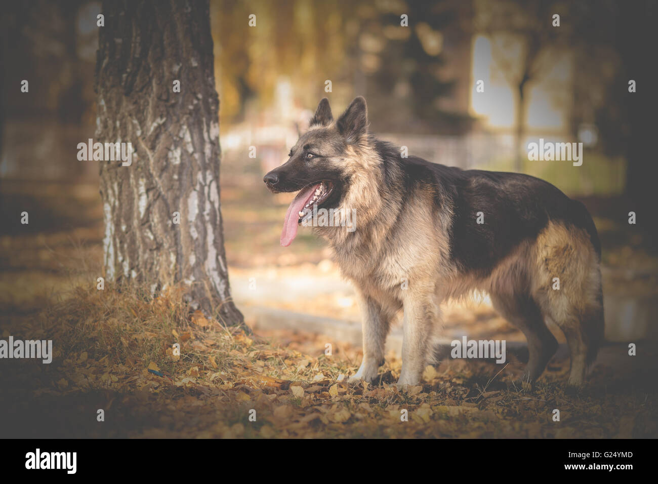 German shepherd in the park Stock Photo - Alamy