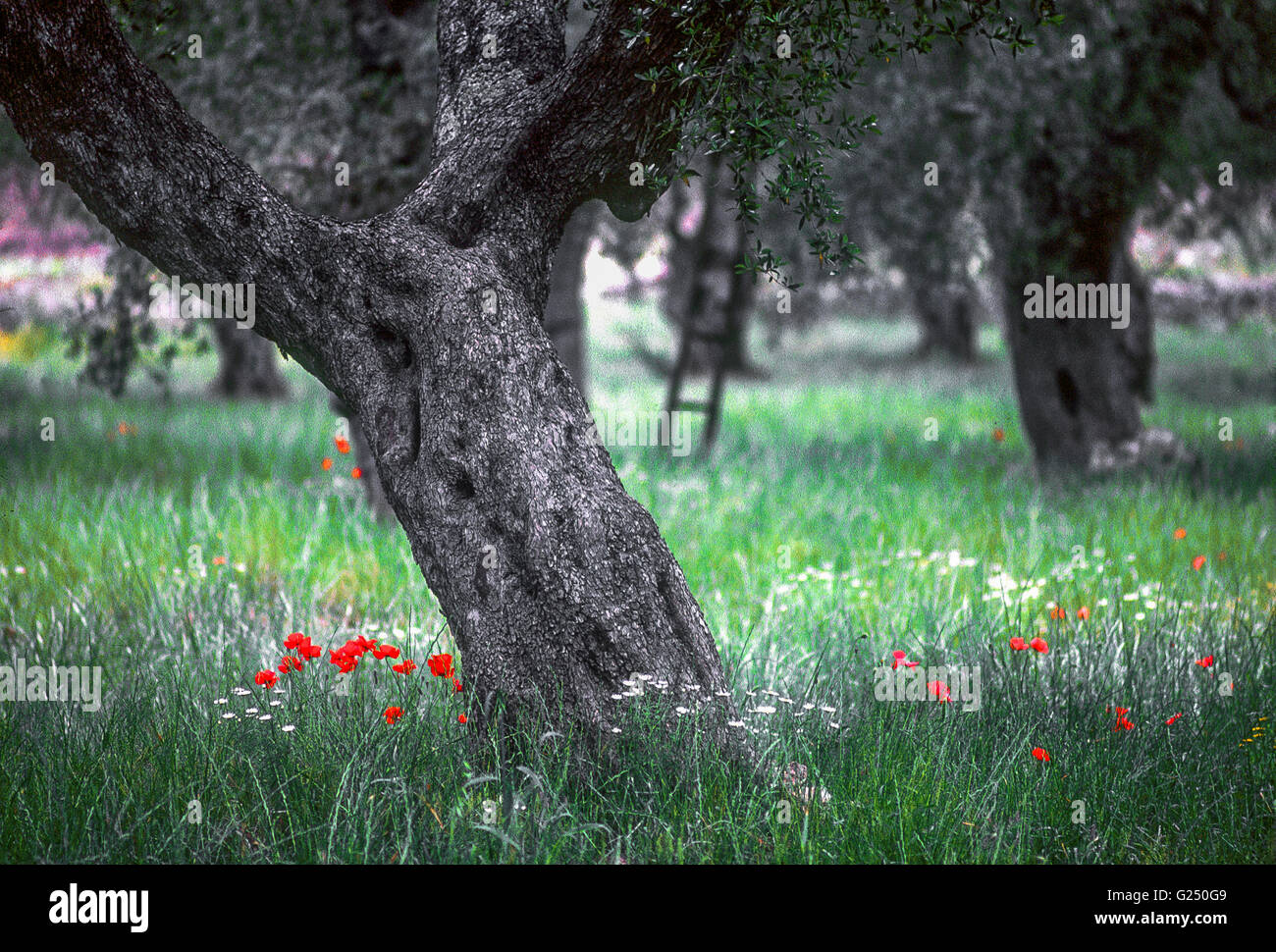 Olivenbäume italien hi-res stock photography and images - Alamy