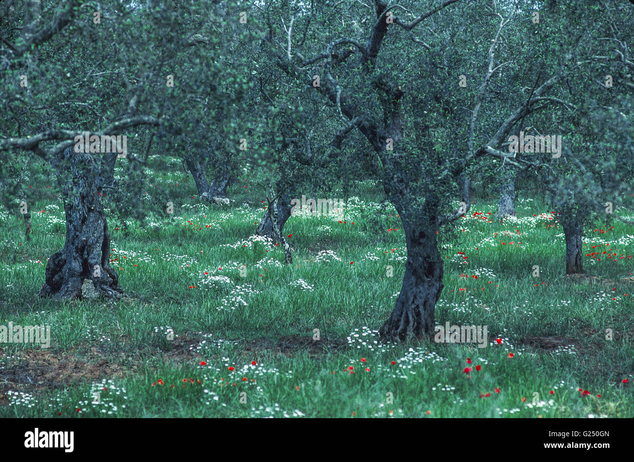 Ulivi trees hi-res stock photography and images - Alamy