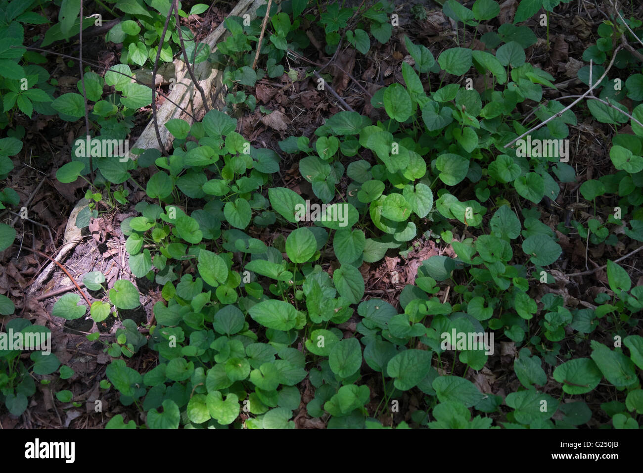 Pattern of new, spring growth on the forest floor near Montague ...