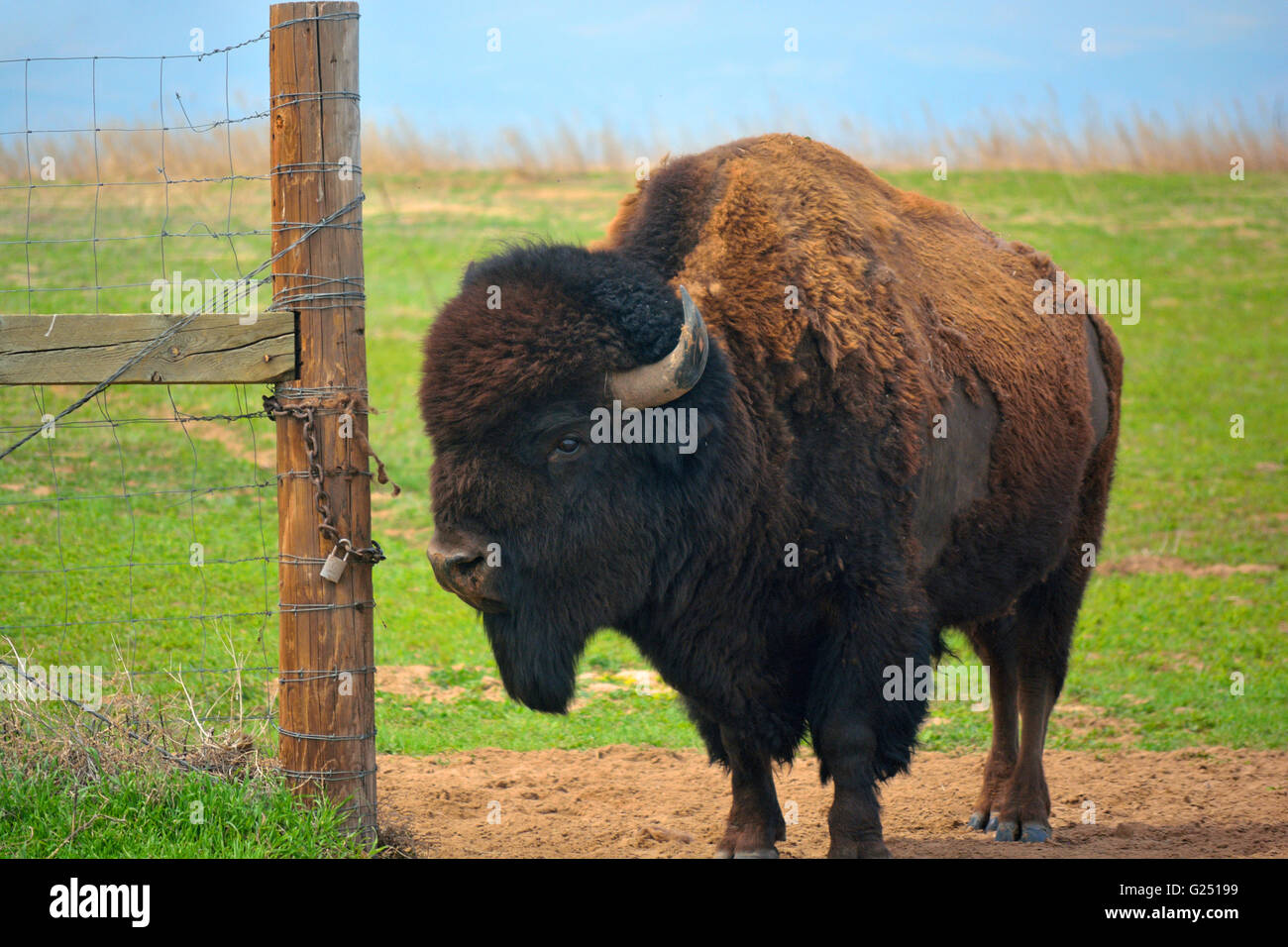 American Bison Buffalo at an Open Fence Gate Stock Photo - Alamy