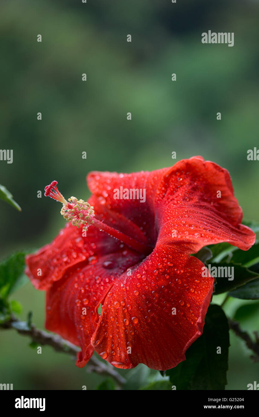 Gumamela hi-res stock photography and images - Alamy