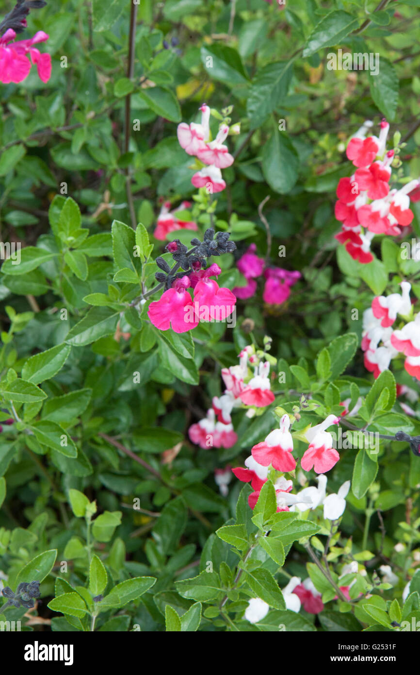 Baby sage salvia microphylla hi-res stock photography and images - Alamy