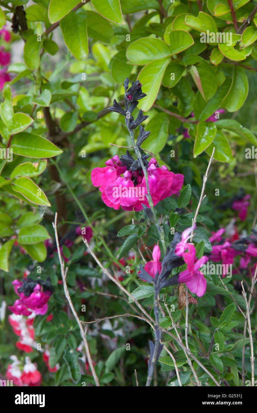 Baby sage salvia microphylla hi-res stock photography and images - Alamy