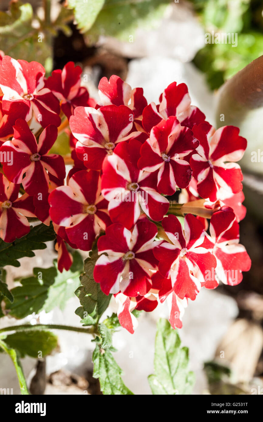 Red white verbena hi-res stock photography and images - Alamy