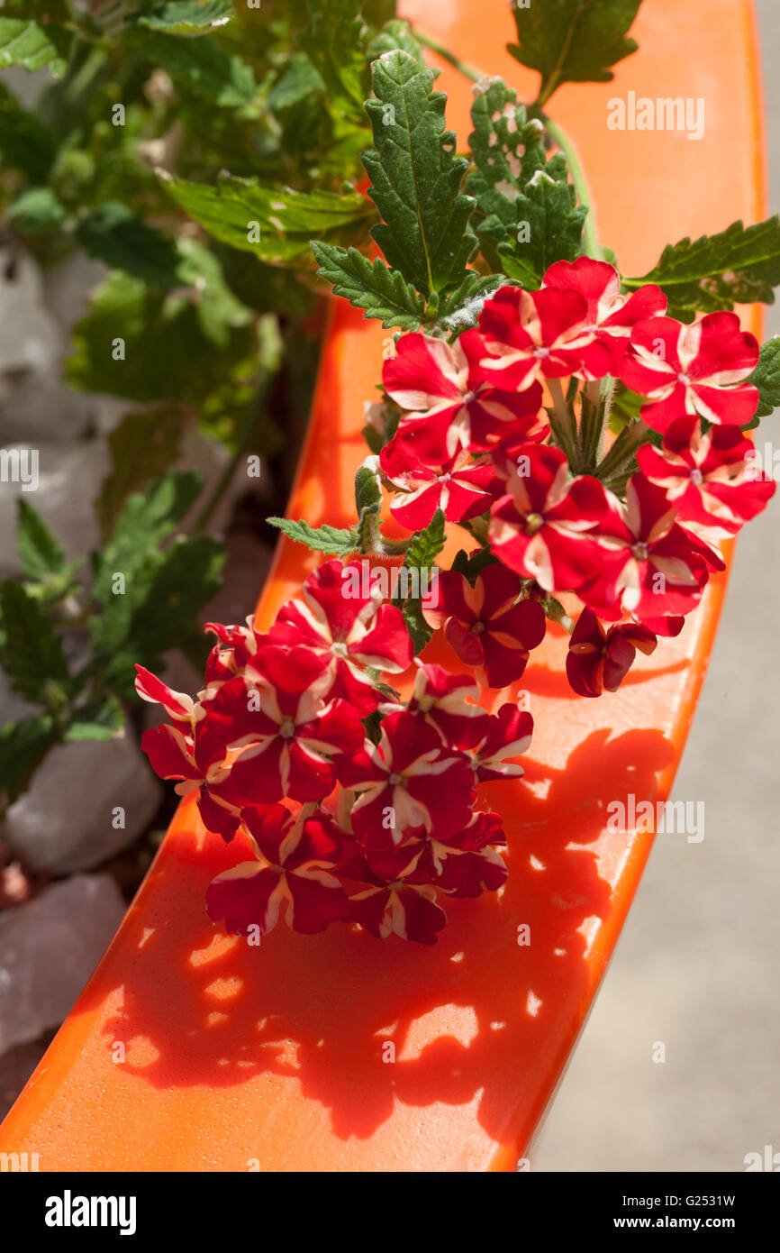 Verbena voodoo star hi-res stock photography and images - Alamy