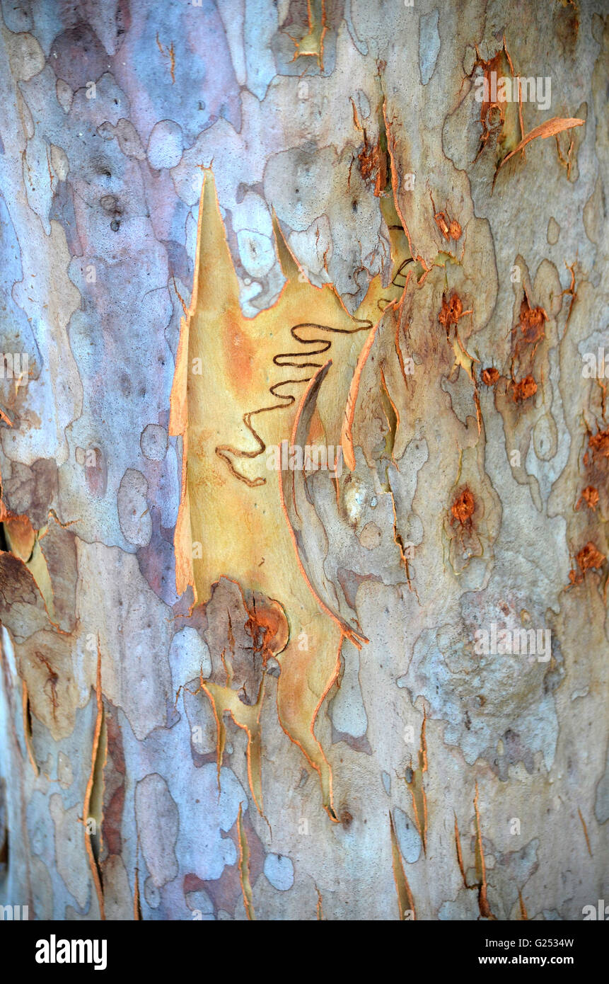 Single scribble on colourful new bark on an Australian scribbly gum ...
