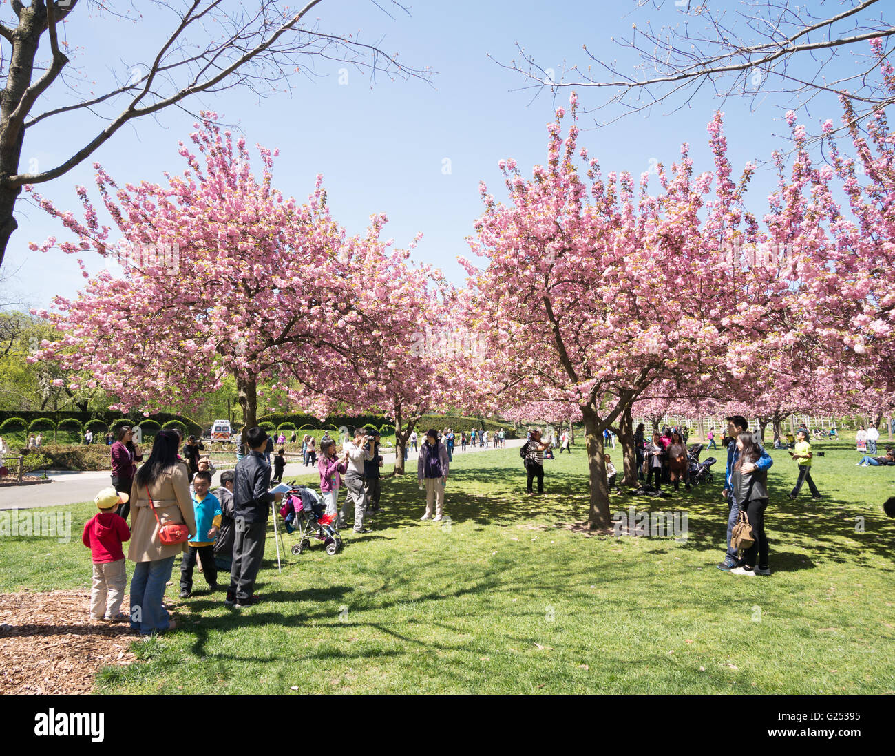 May brooklyn botanic garden hi-res stock photography and images - Alamy
